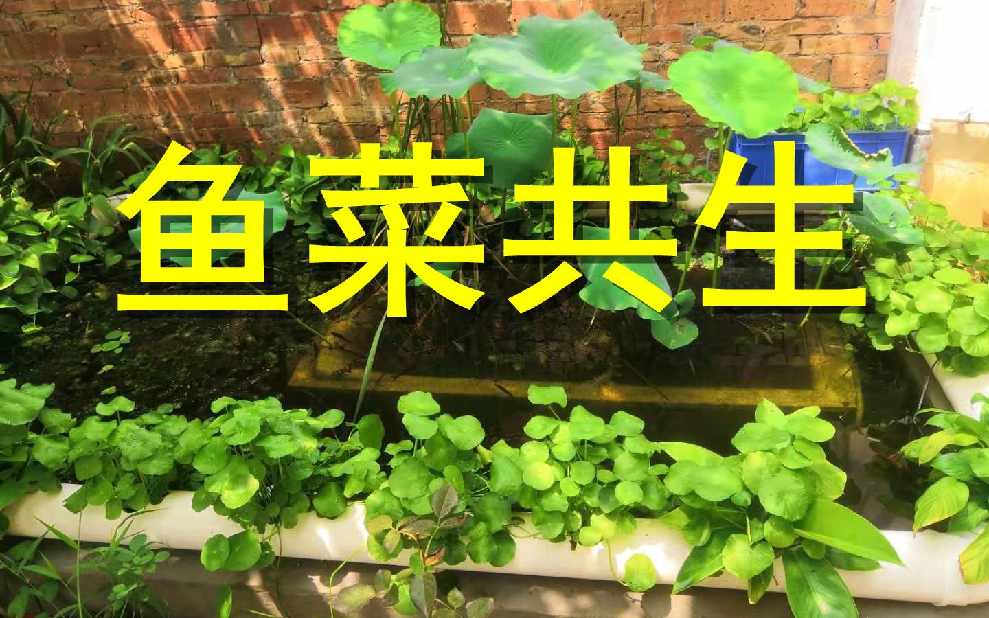 农村小伙自制的鱼菜共生系统,种上绿萝铜钱草,植物过滤效果真棒