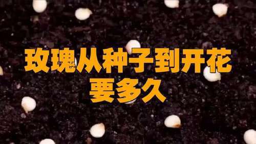 一粒种子到绽放奇迹:玫瑰成长全记录