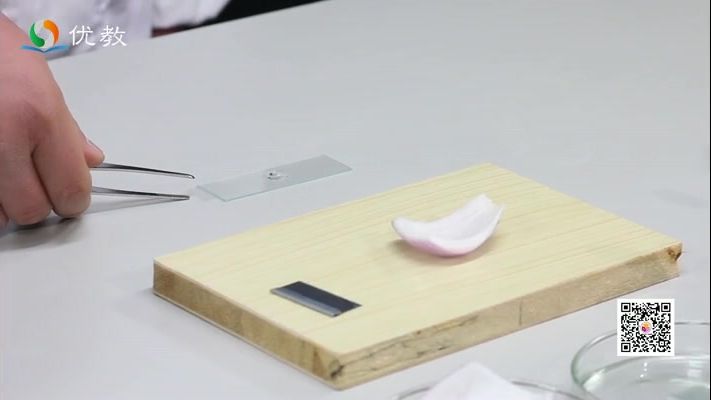 生物实验——制作洋葱鳞片叶表皮细胞临时装片