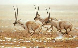 【纪录片/CCTV】高原精灵藏羚羊