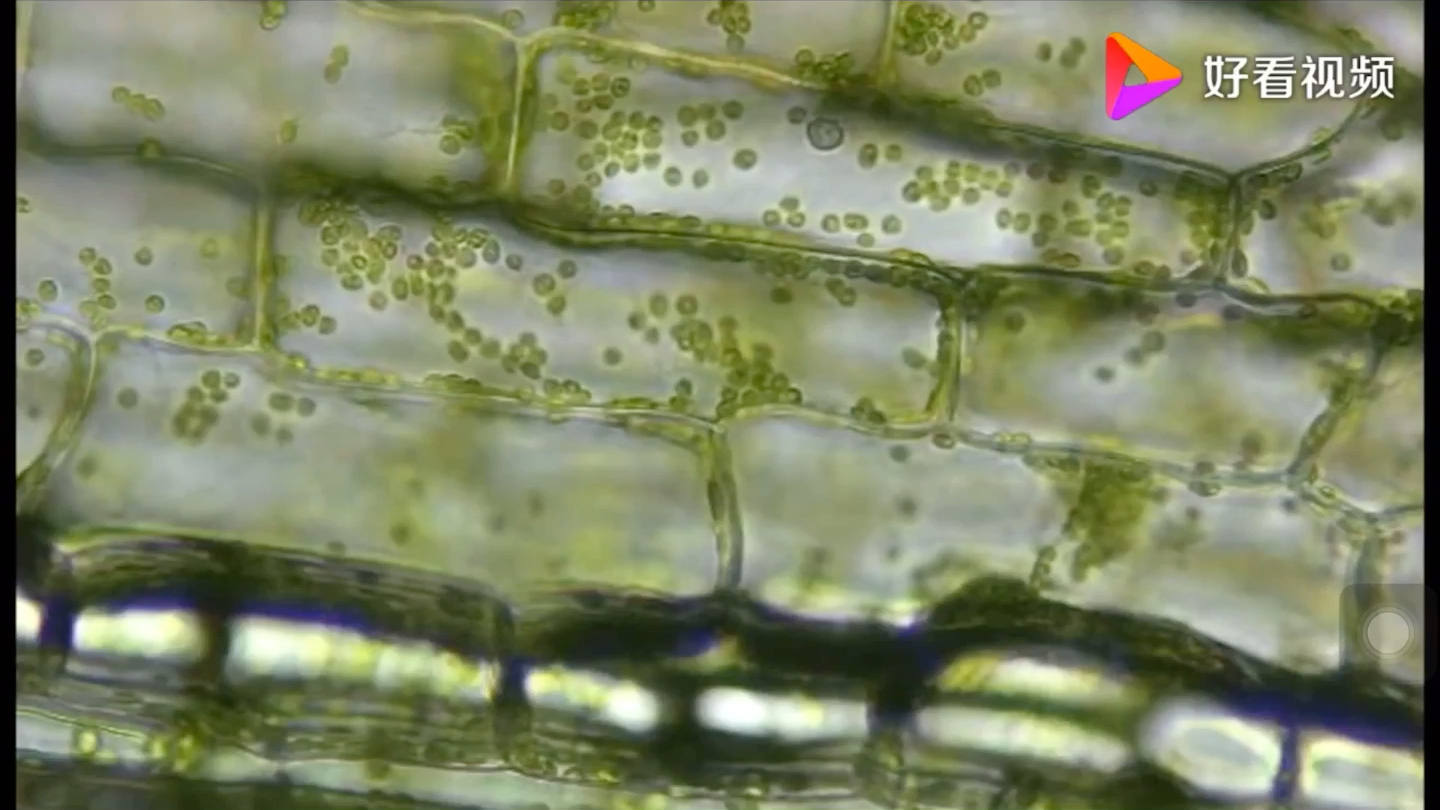 叶绿体绕液泡做定向循环流动实验现象