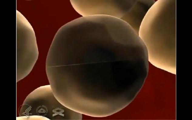 线粒体的工作原理与三种假说