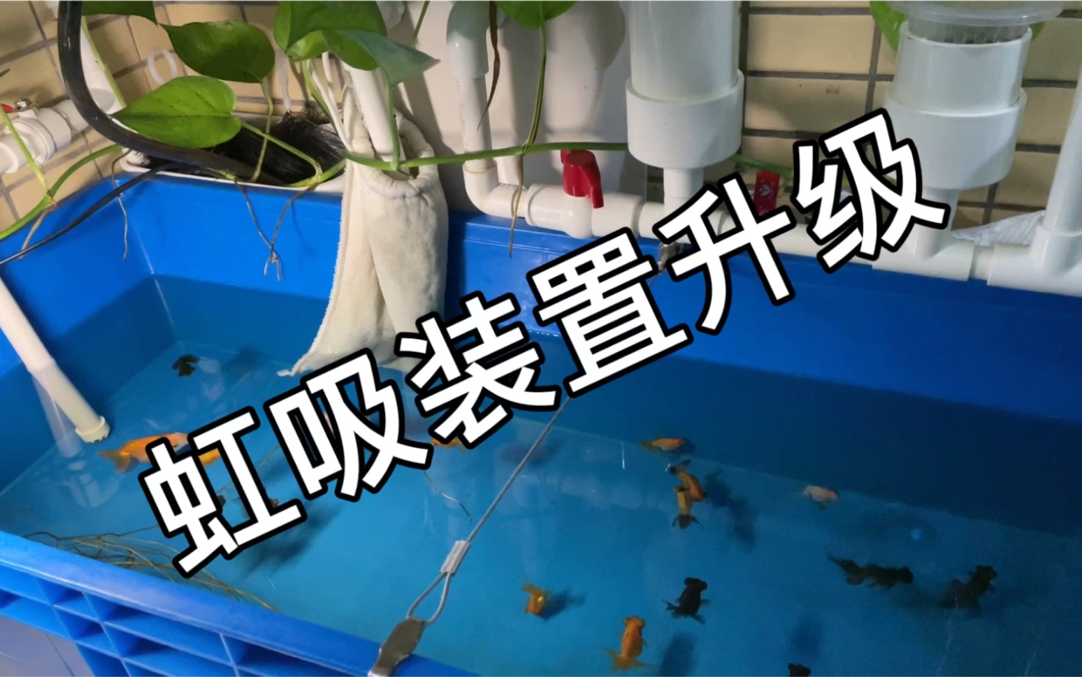 升级虹吸抽水 让鱼缸更干净 减少打理的时间