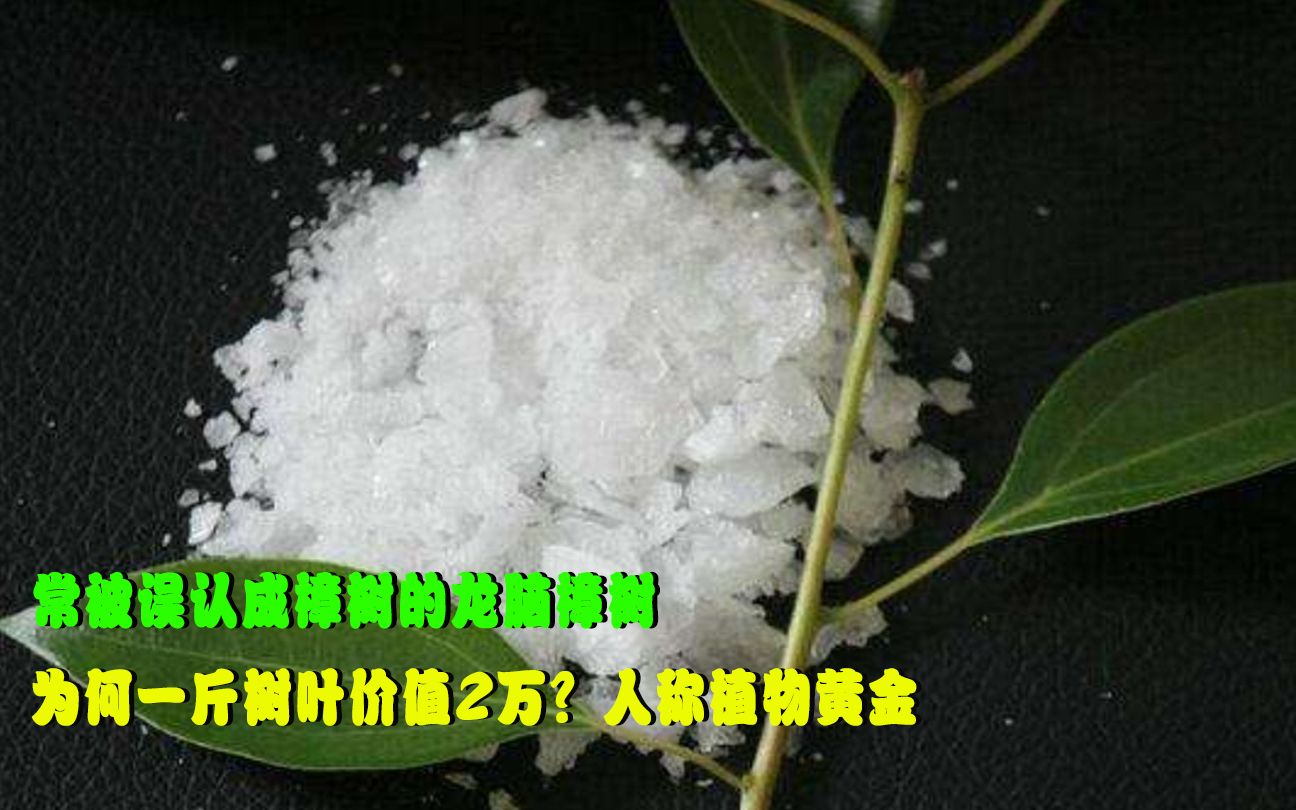 常被误认成樟树的龙脑樟树,为何一斤树叶价值2万?人称植物黄金