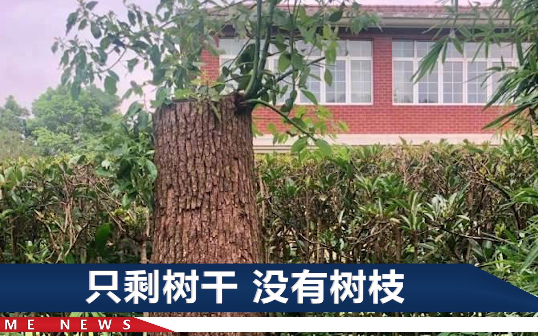 男子剪树被罚14.42万元,官方:就算种在自家院里,修剪也有规范要求
