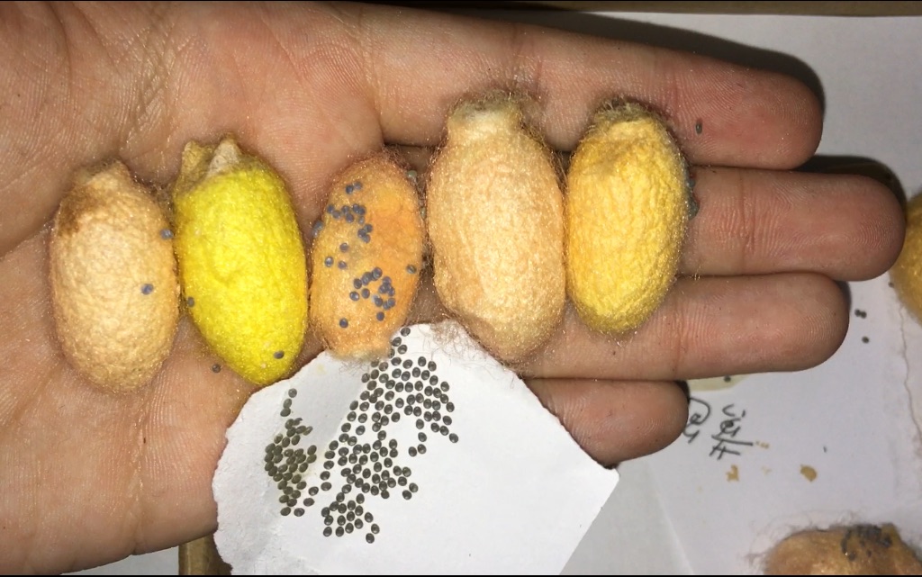 这么好看的蚕茧你见过么?天然彩蚕卵开箱 来一起养蚕吧~