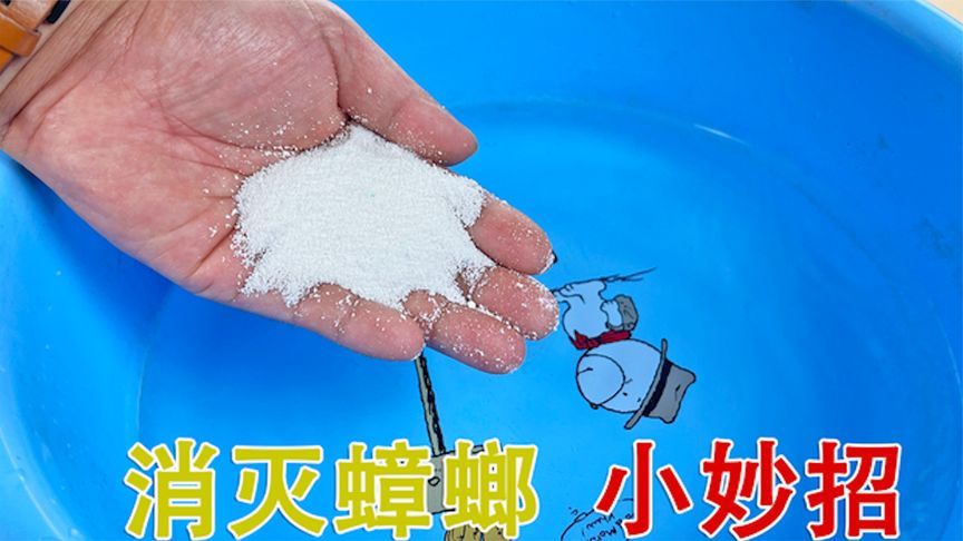 消灭蟑螂别用药,教你1个简单有效的方法,蟑螂彻底.