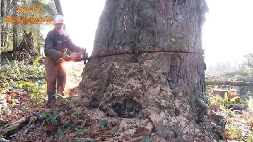 令人惊叹原始森林砍伐工具和技巧,真不是一般人能干的