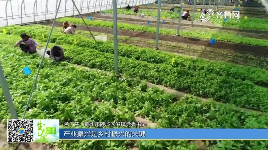 德州陵城区滋镇:多元模式发展壮大村集体经济,村民共同脱贫致富