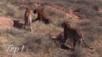 动物世界:老虎捕猎技巧Top5,豹子,蟒蛇,狗,羚羊