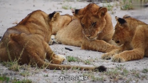 毛毛虫缓慢爬行的瞬间,三只小狮子竟然全被吸引了过来!