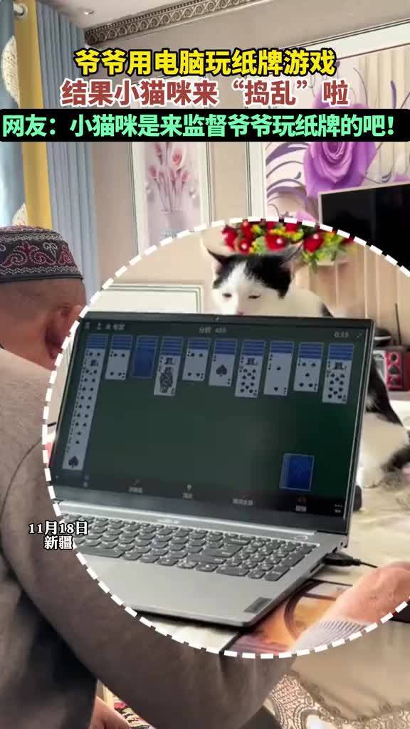 爷爷用电脑玩纸牌游戏,结果小猫咪来"捣乱"啦