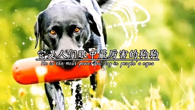 最厉害的狗狗!
