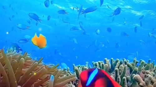 海底动物欣赏动物世界精彩集锦