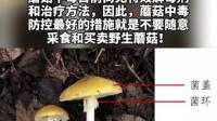 红伞伞,白杆杆!吃完一起躺板板!贵州进入野生毒蘑菇中毒高发期,珍爱...