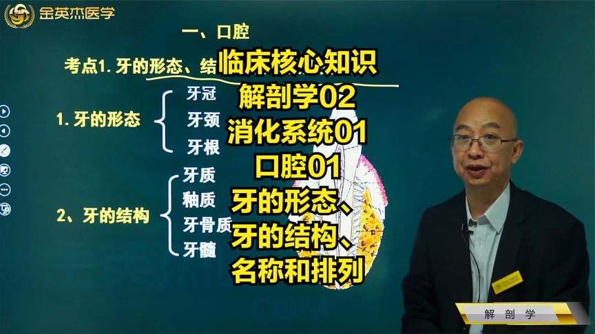 临床解剖学02消化系统01口腔01牙的形态、牙的结构、名称和排列