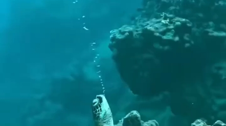 一起去海洋世界看动物