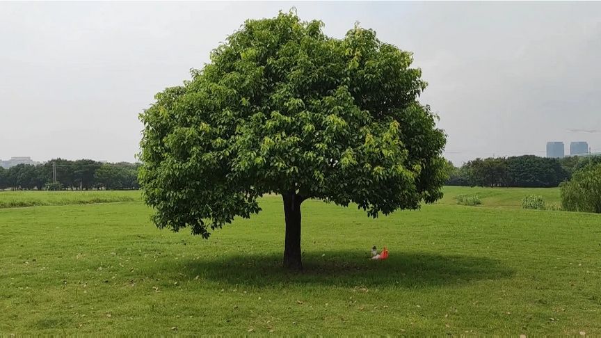 草原上的一棵香樟树,保留这棵树的意义何在?