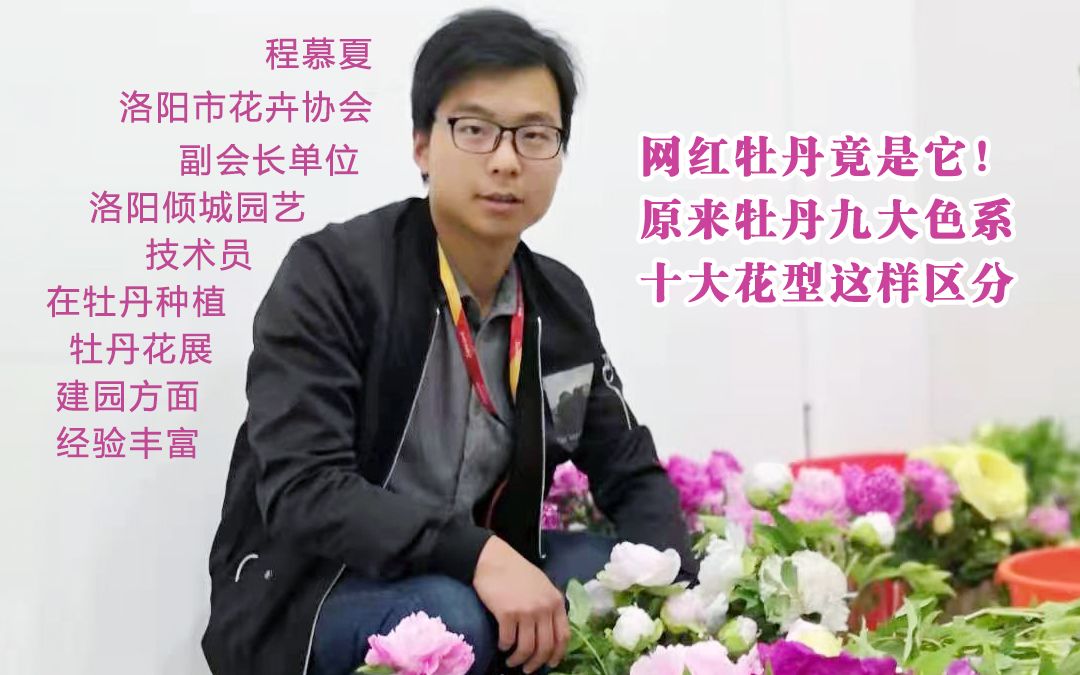 网红牡丹竟是它!原来牡丹九大色系十大花型这样区分