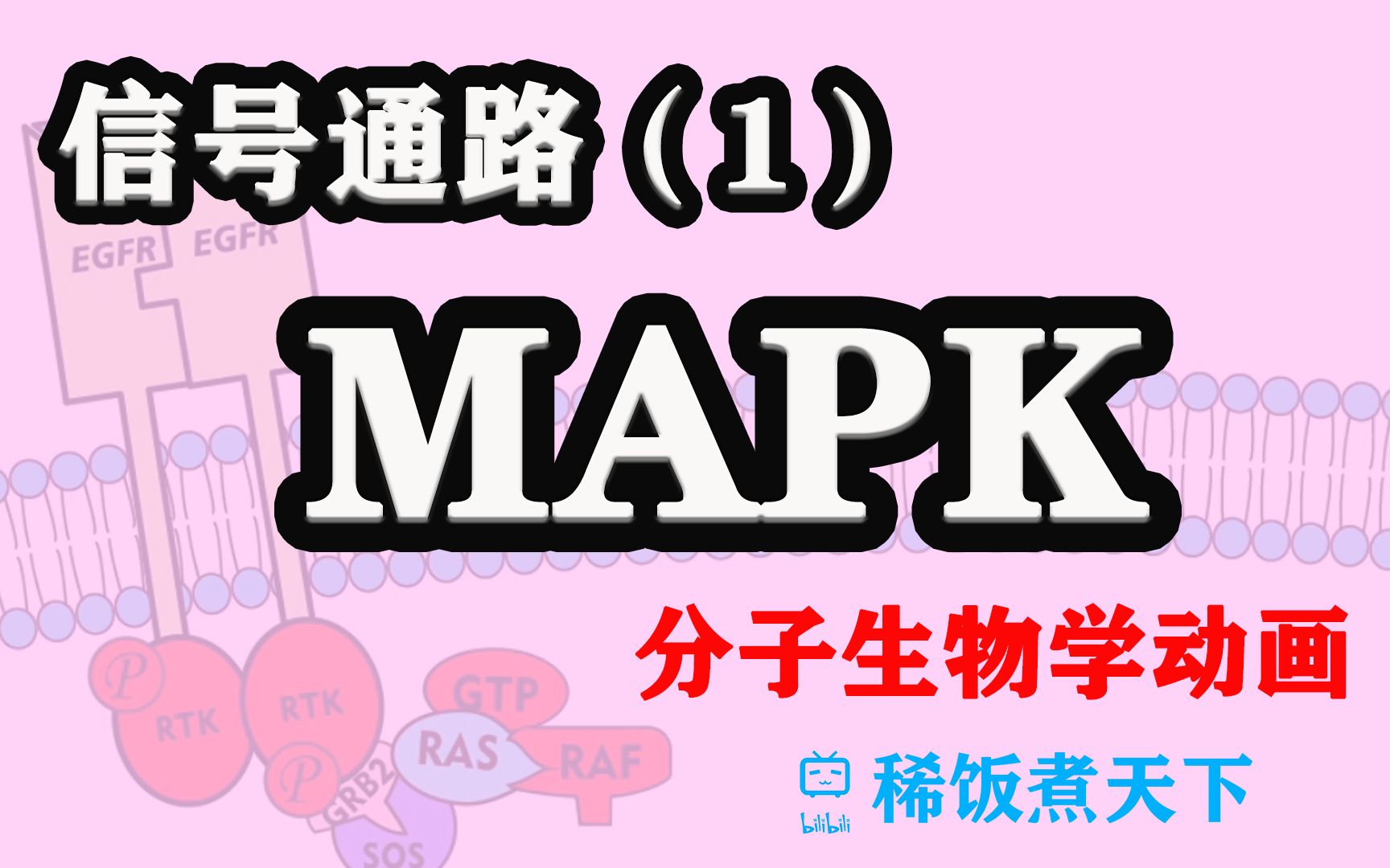 【分子生物学动画】Ras/Raf/MEK/ERK通路 MAPK通路 信号通路(1)