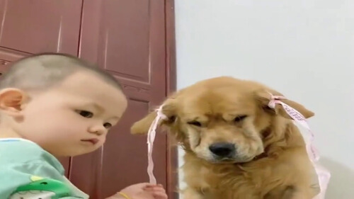 叫狗狗模仿,狗狗居然超越了