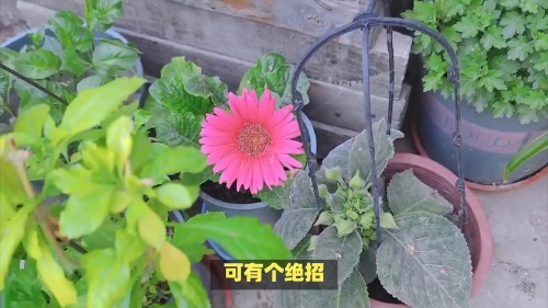高手给土壤消毒杀菌,就用一种"粉末",杀菌消毒还补磷钾肥