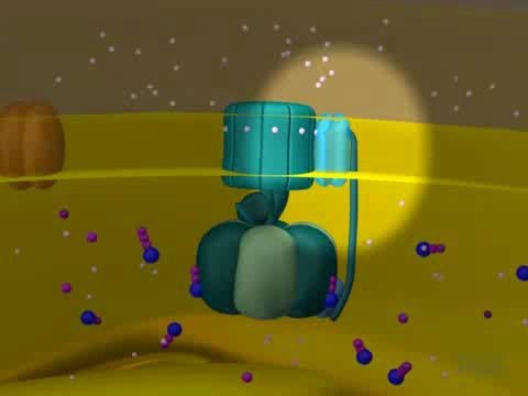 ATP Synthase【ATP合酶】_CE