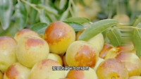 大哥教大家阳台盆栽枣树种植技术,种子都不用专门买,种植方法超简单