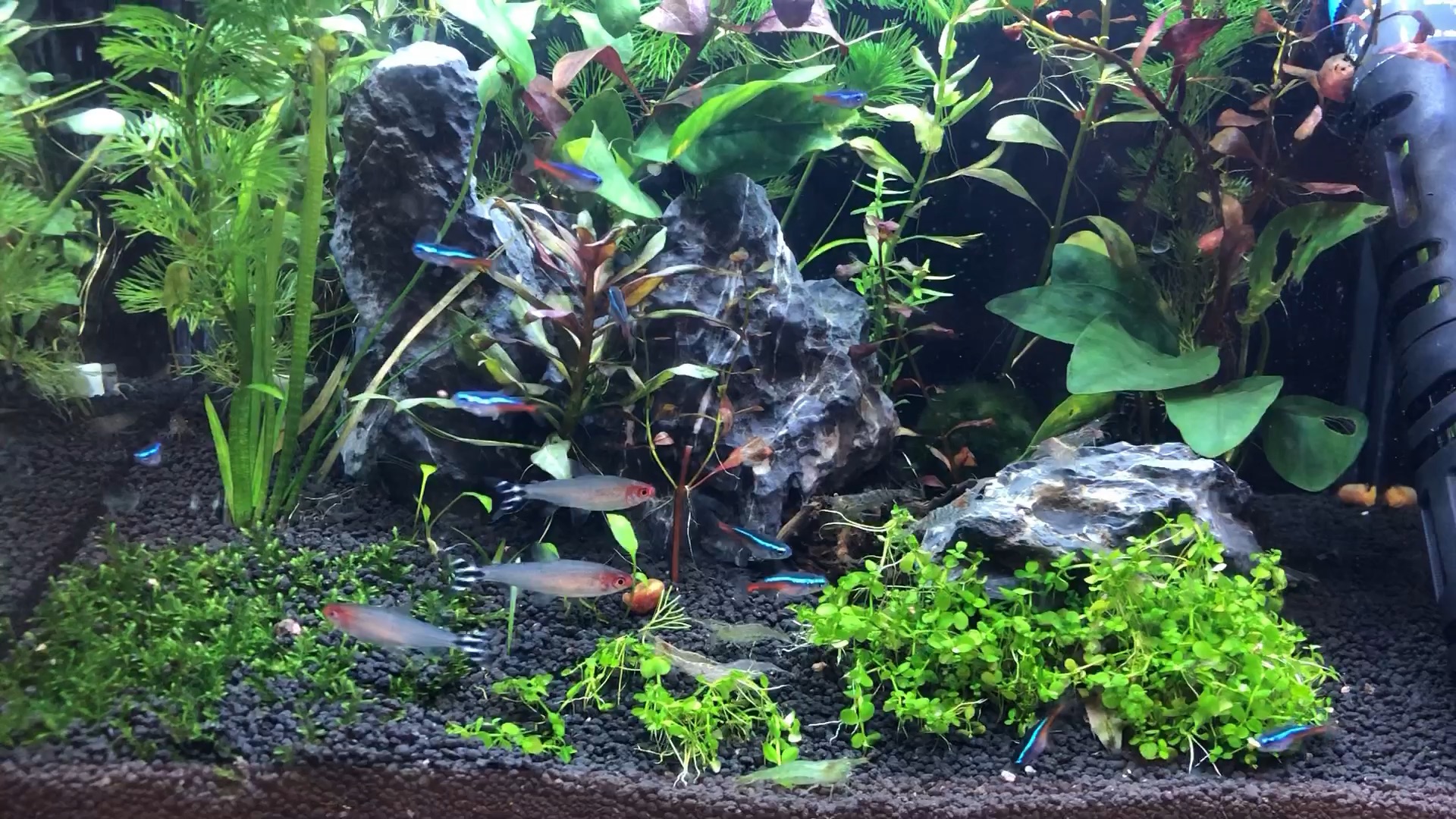 草缸第一批住户。矮珍珠总飘起来怎么办?