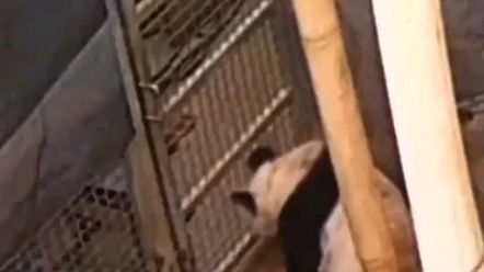 大熊猫丫丫之前被监控曝光的饲养员假装投喂,可以看出丫丫满身脏污...