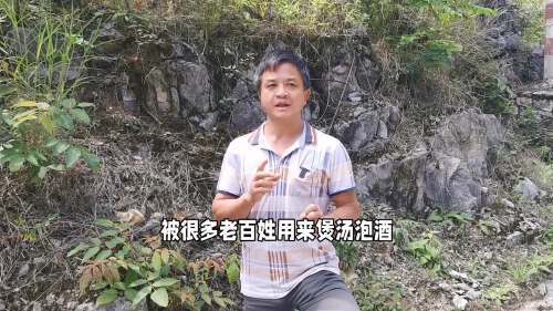 被老百姓当成宝贝一样的双肾草原来是这个,终于认识了,你认识吗