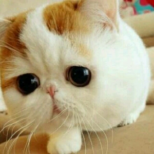 是猫神呀 