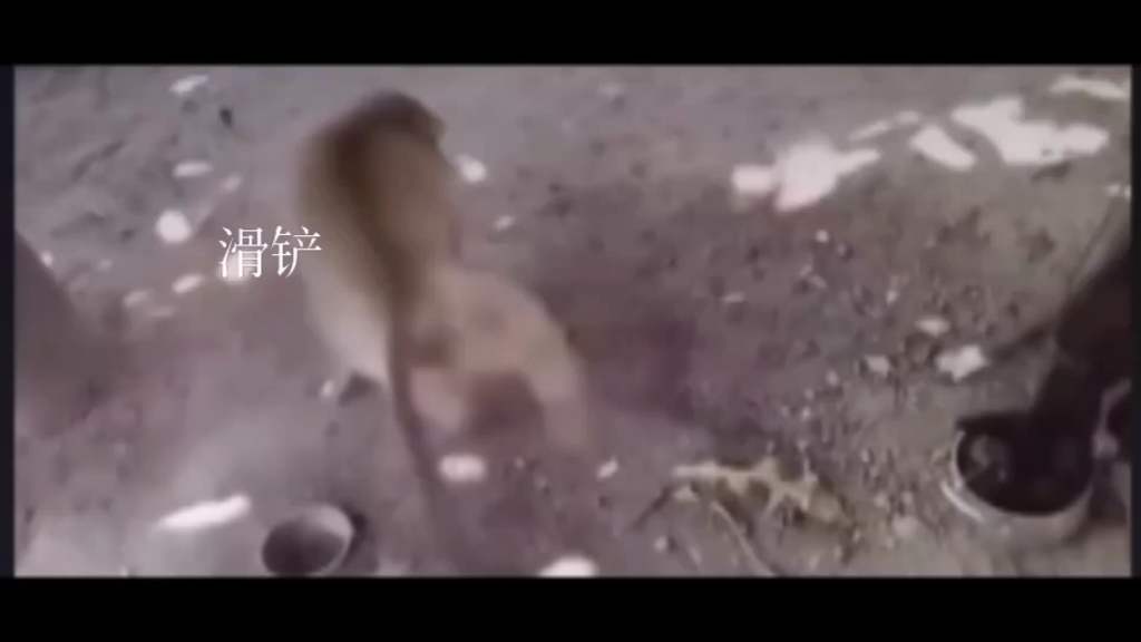 狗：你个狗，怎么跟狗一样