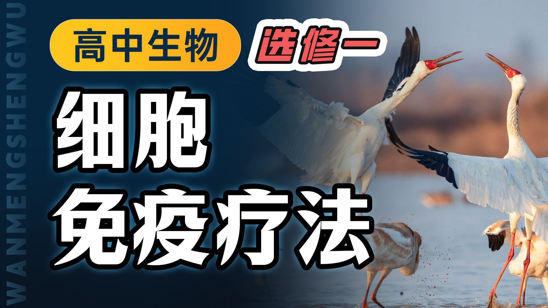 【生物选修一】细胞免疫疗法8分钟速通,癌症情境题闭眼拿分!