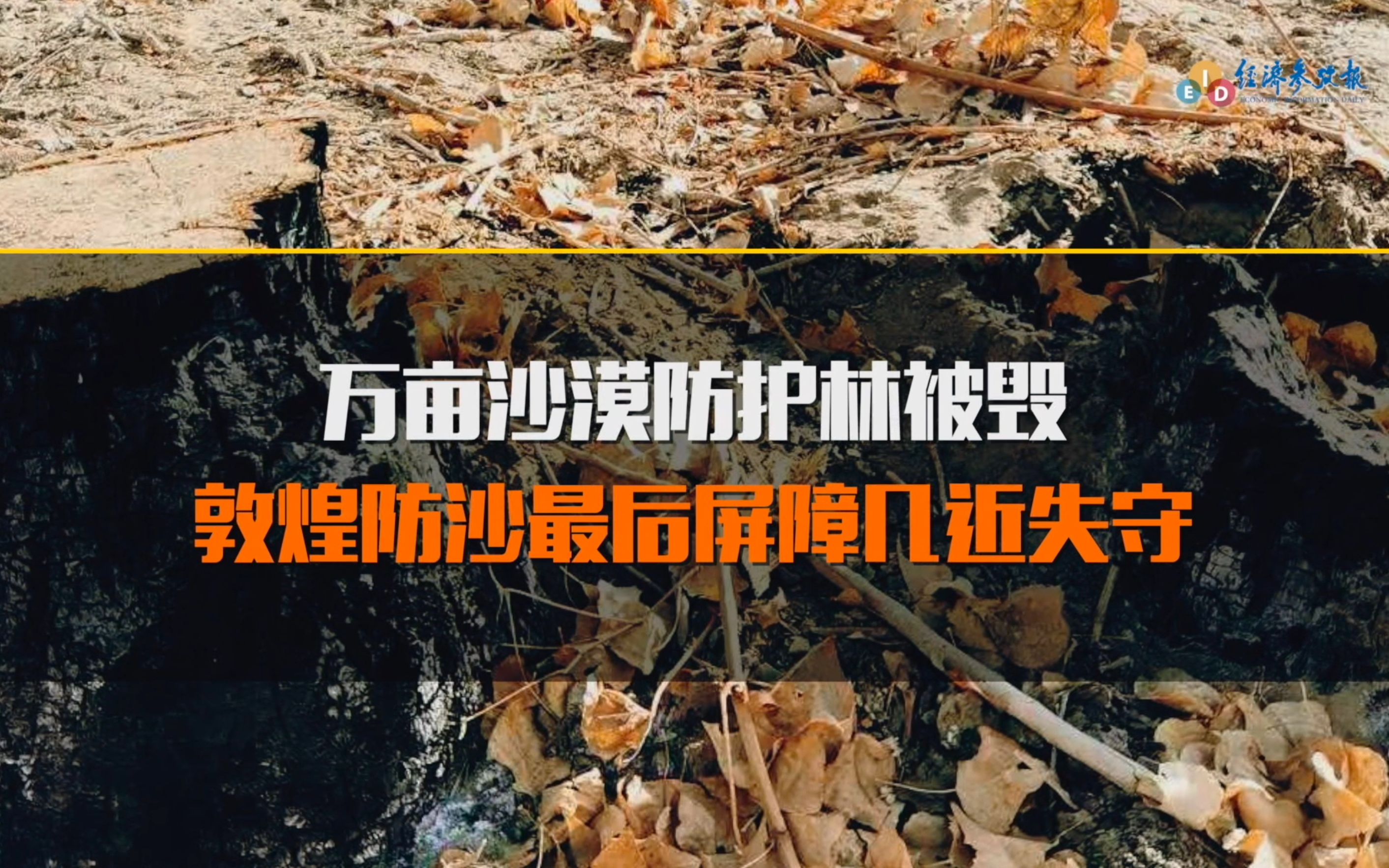 万亩沙漠公益林被毁 敦煌防沙屏障几近失守