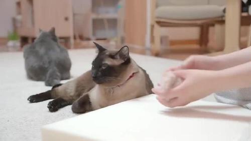 铲屎官用猫毛做羊毛毡,猫咪:主人,你这样不好吧!