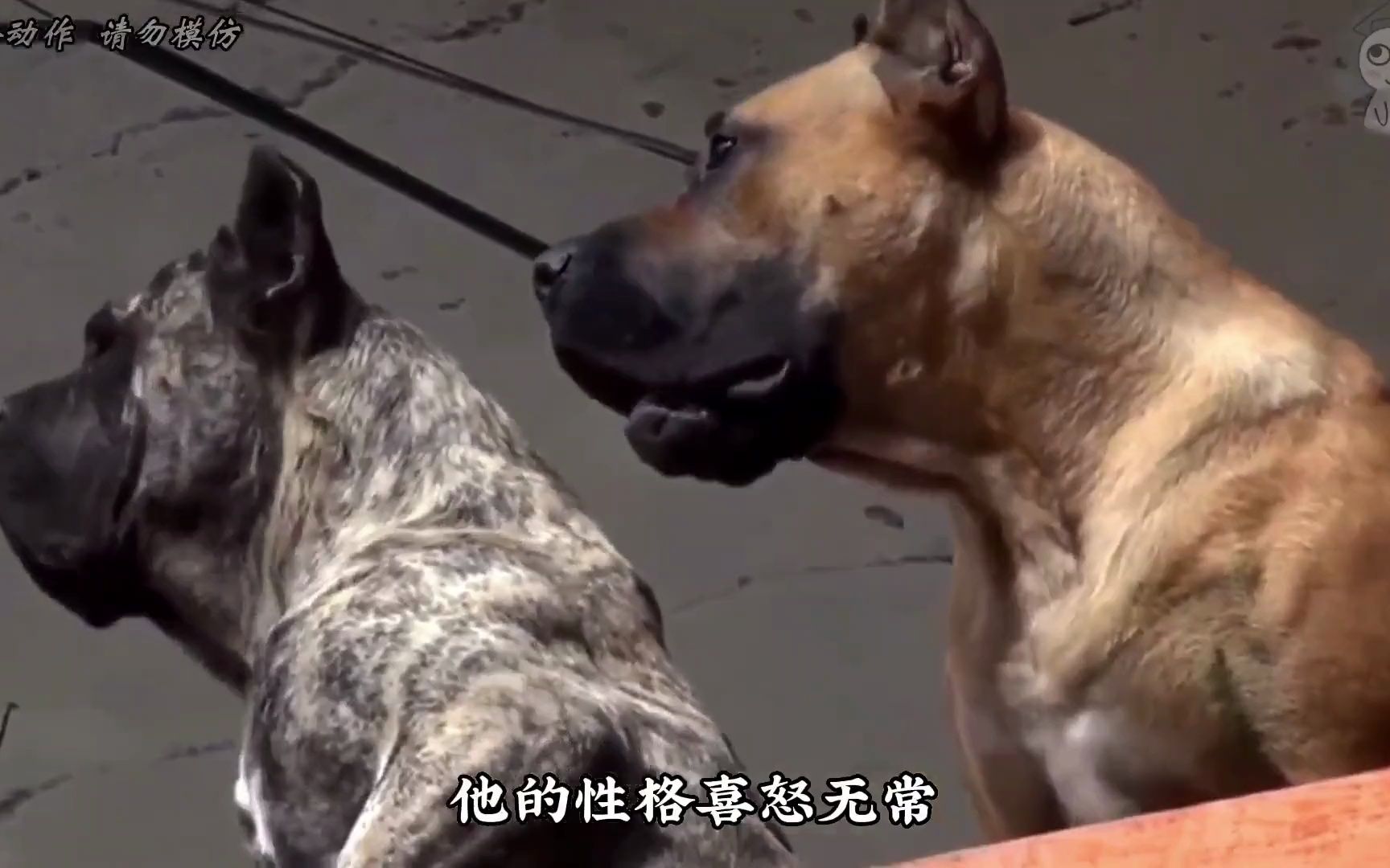 世界上最凶猛的十大猛犬都有谁?你家的狗狗上榜了吗?