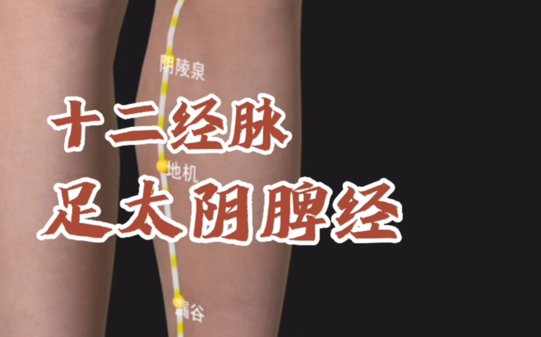 足太阴脾经 3D 版,比书上的图片更加直观好理解…