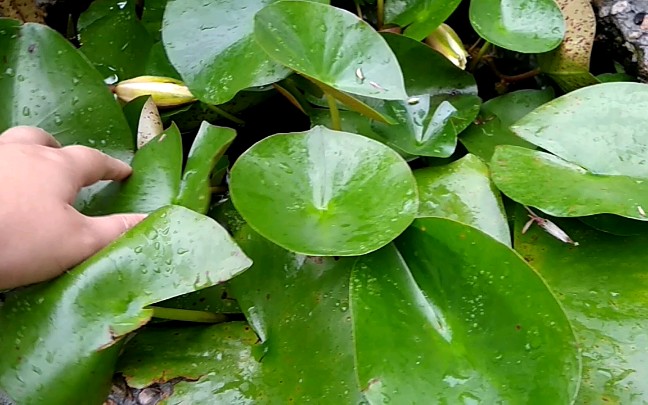 睡莲缸里有绿藻怎么办?分享一个超简单的方法哦,水就可以清澈见底啦!