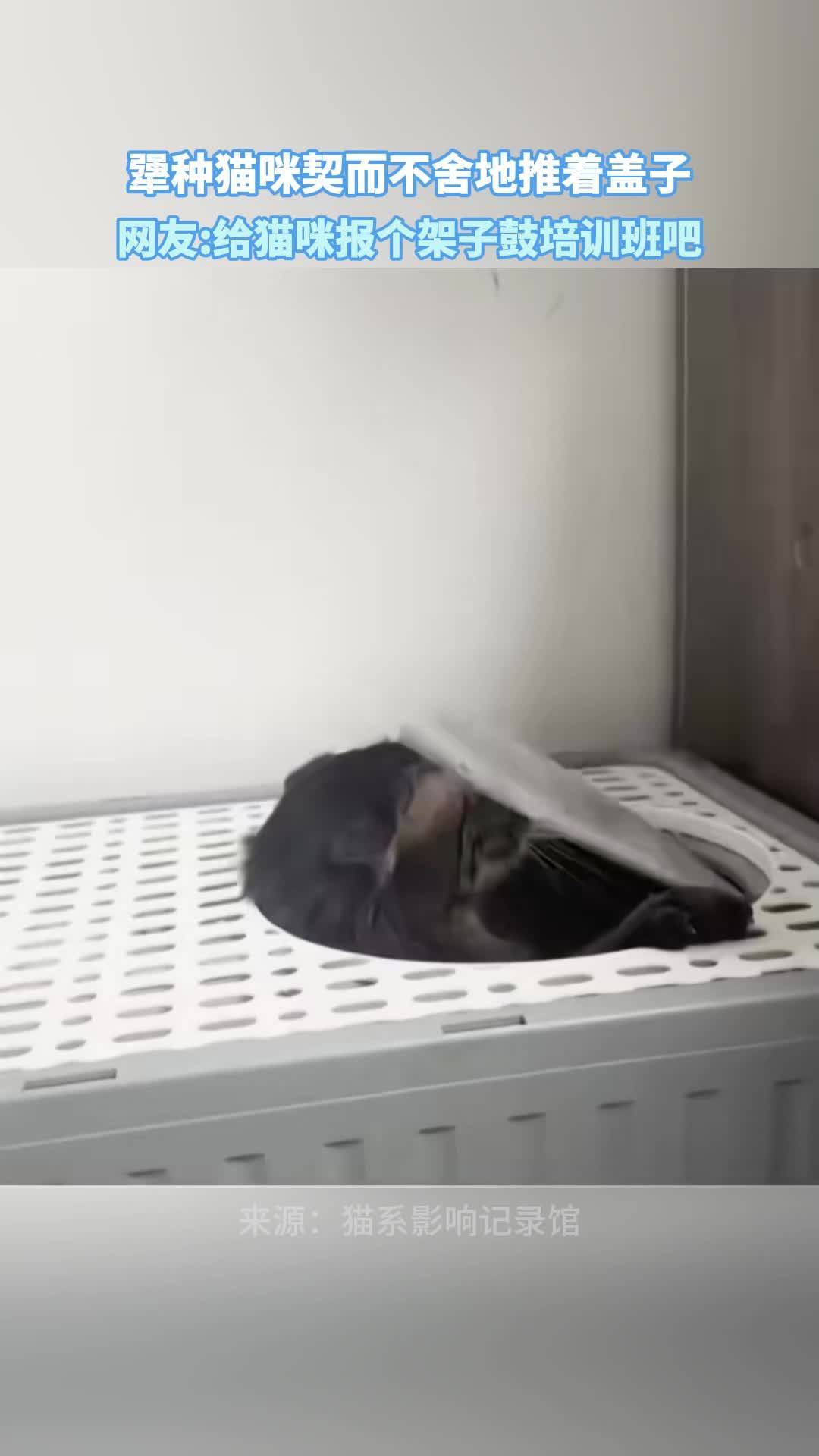 犟种猫咪契而不舍地推着盖子网友给猫咪报个架子鼓培训班吧
