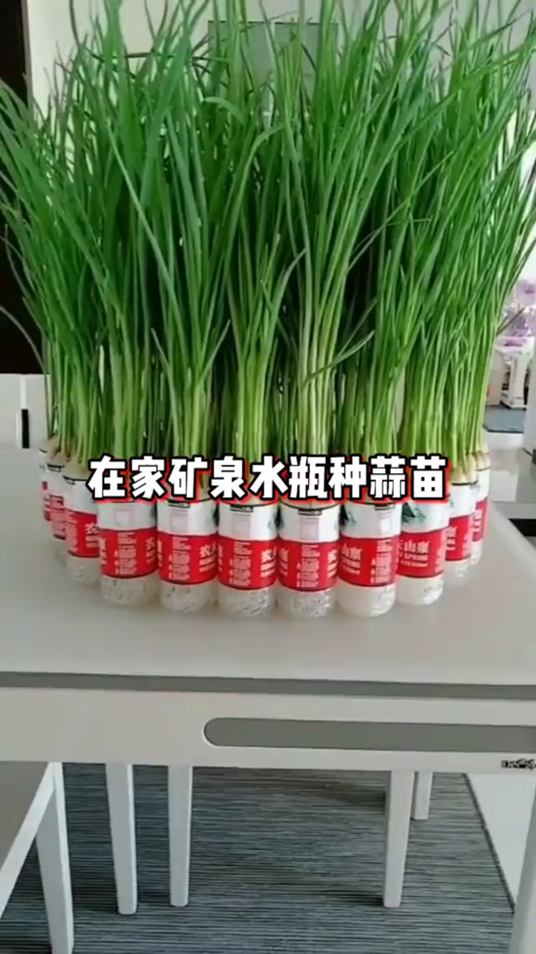 如何用矿泉水种蒜苗,一种可以吃好几年!