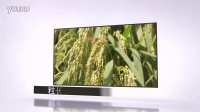 哈市农科院2015水稻新品种哈粳稻2号品种简介(优质香稻)