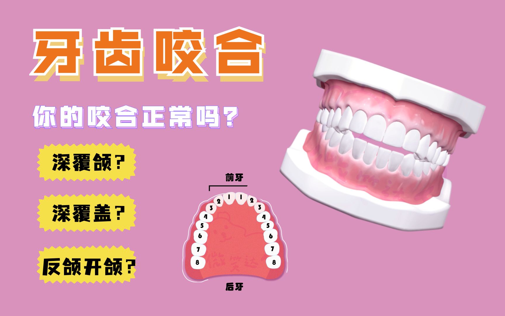 2分钟看懂牙齿咬合!你的咬合关系正常吗?