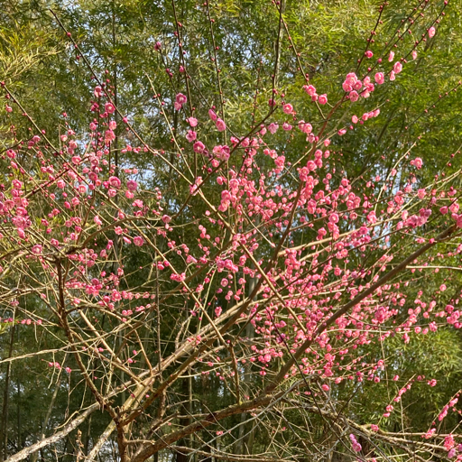 万舒慌 