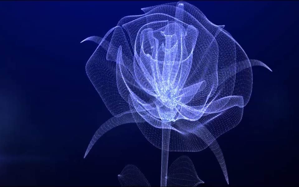 AE粒子教程,OBJ模型,炫酷的玫瑰花