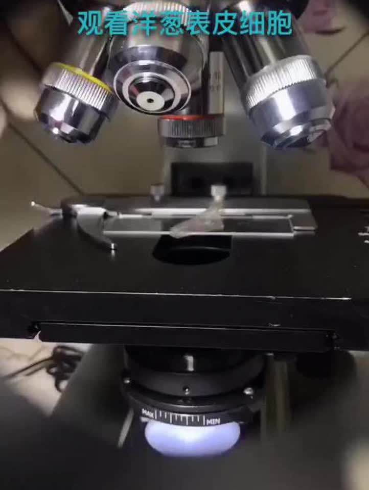 高倍显微镜下的洋葱表皮细胞