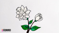 茉莉花怎么画 亲子儿童简笔画 一步一步教你轻松画简单又漂亮的茉莉花