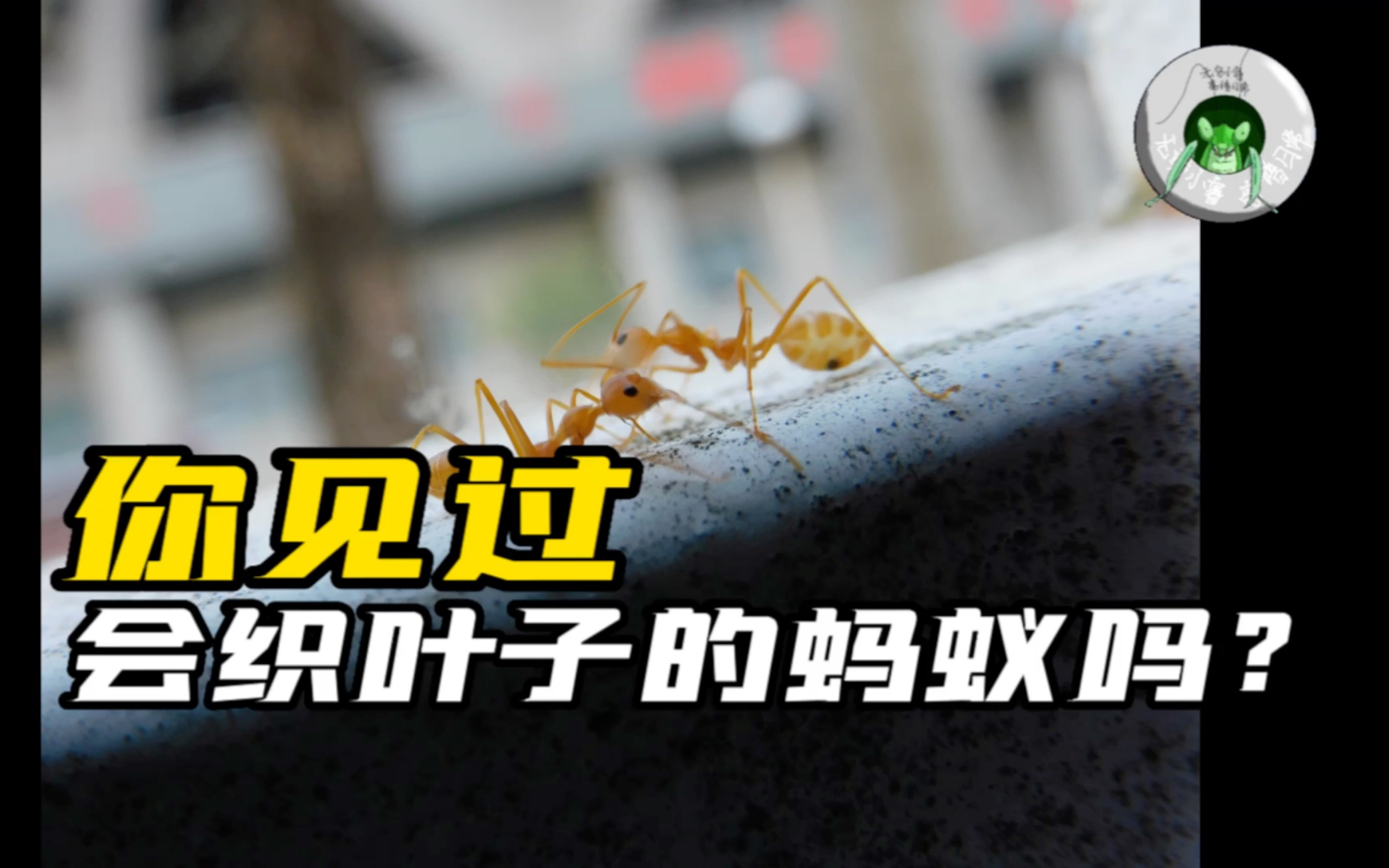蚂蚁中的纺织器:黄猄蚁(织叶蚁)
