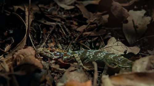 神奇变色龙!拉波德氏变色龙如何瞬间融入环境?