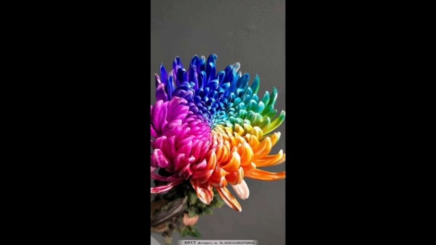 菊花的功效与作用